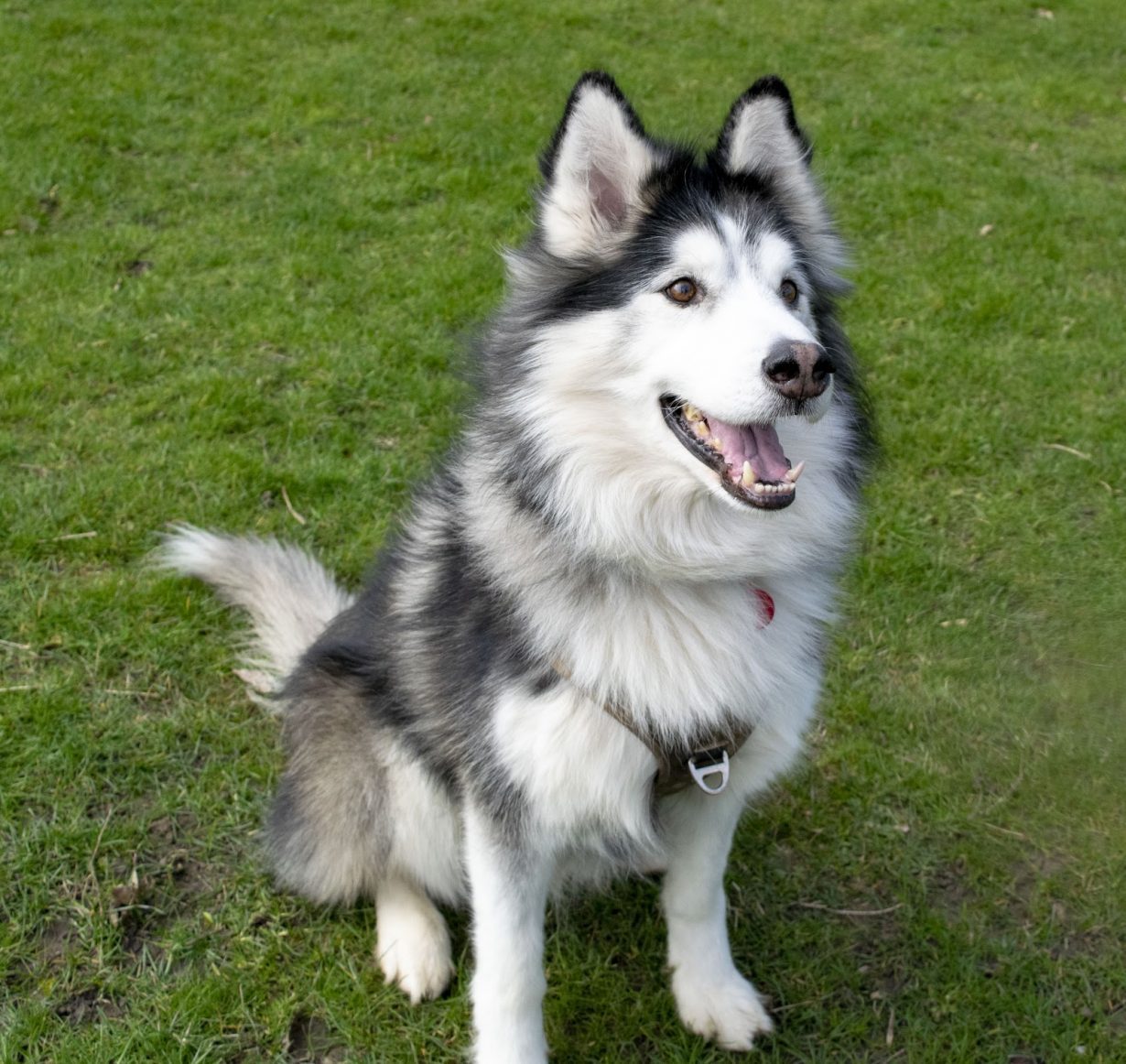 DOG SEEKS HOME AFTER 290 DAYS SPENT AT RSPCA LEICESTER - Leicester Times