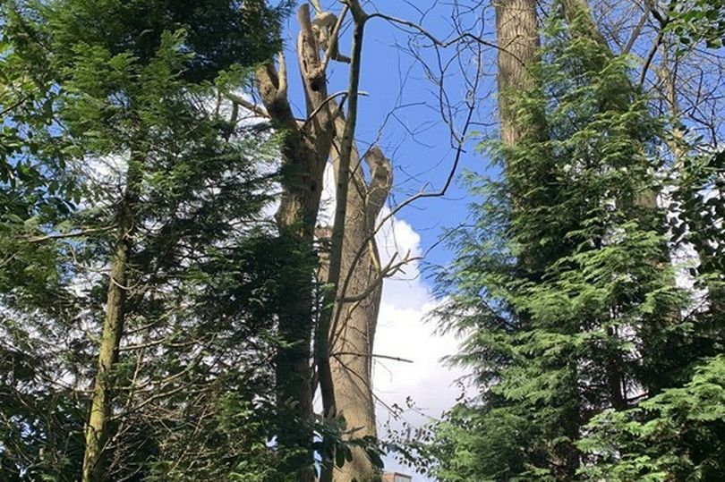FINES FOR ILLEGAL TREE WORKS IN GLENFIELD - Leicester Times