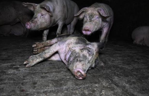 LEICESTERSHIRE PIG FARMING COMPANY ADMITS ANIMAL WELFARE CHARGE ...