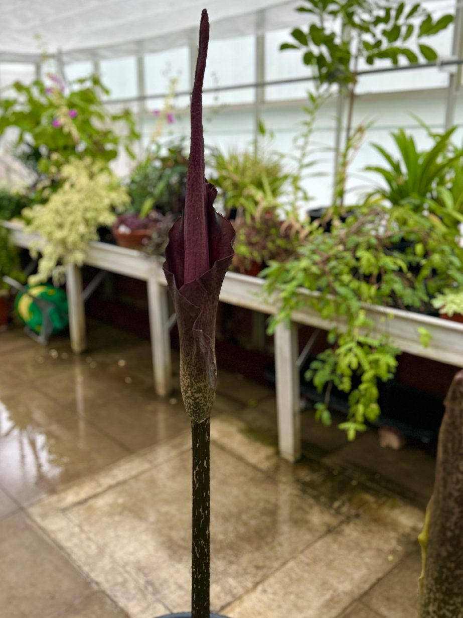 Spooky Flower to Bloom in Time for Hallowe’en - Leicester Times