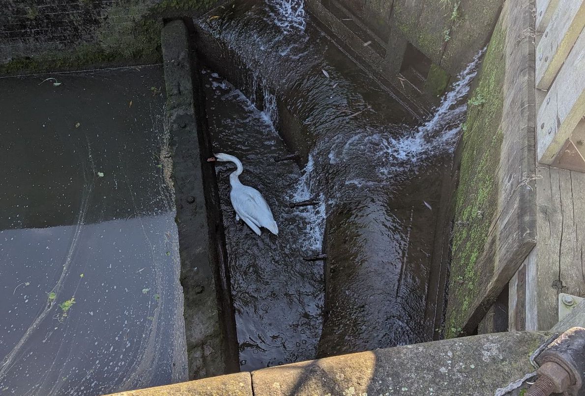Swan Has ‘Lock-y Escape’ After Being Rescued From Leicester Canal ...
