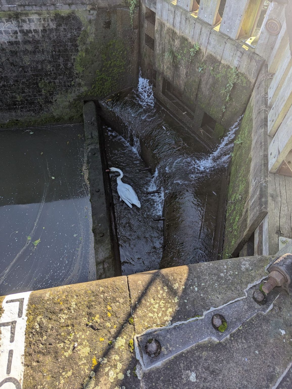 Swan Has ‘Lock-y Escape’ After Being Rescued From Leicester Canal ...