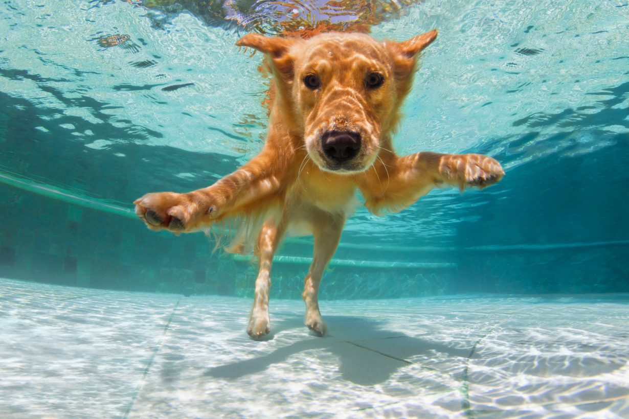 Leicestershire leisure centre unveils doggy splash sessions - Leicester ...