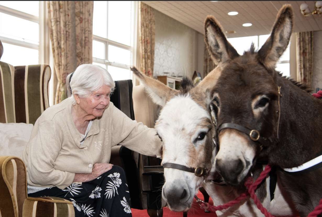 Big smiles at Oadby care home with adorable miniature donkey therapy ...