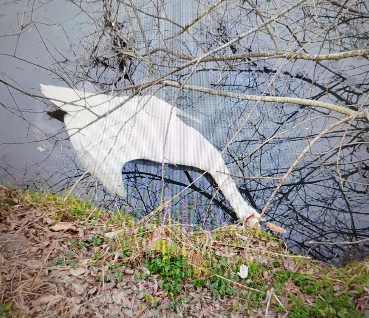Appeal for information after swan is found dead with shot wound in head ...