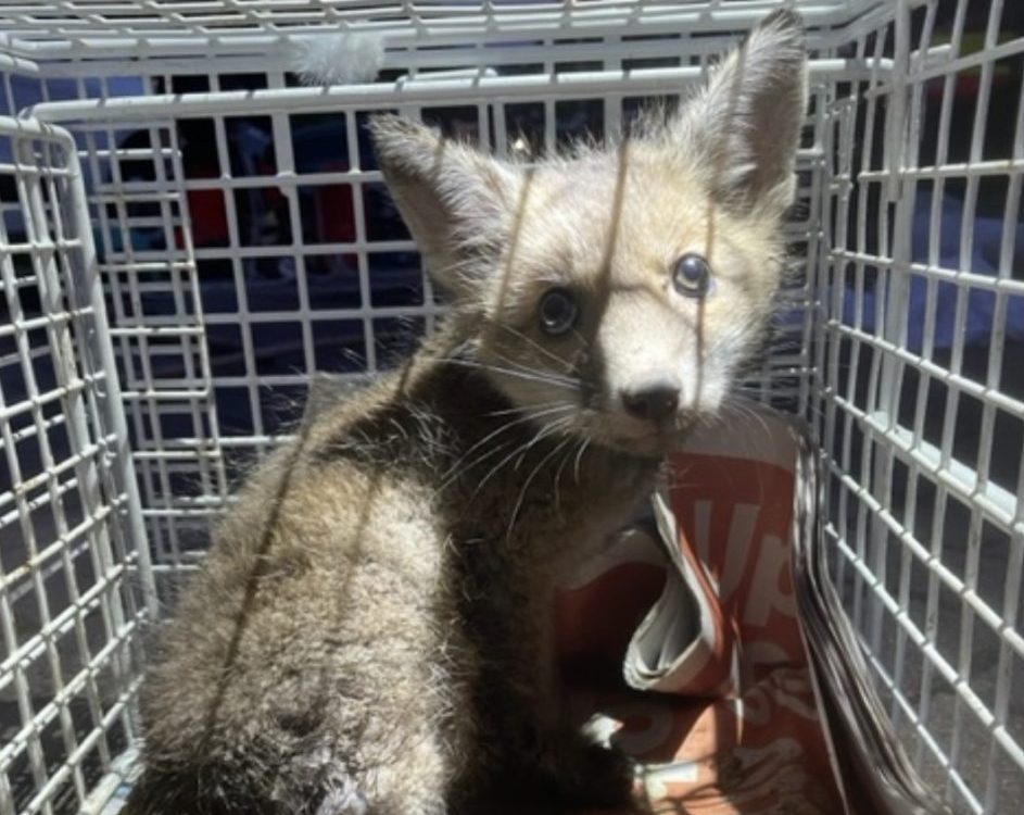 Fox cub stuck 6ft down drain is rescued by RSPCA and Leicester Fire ...