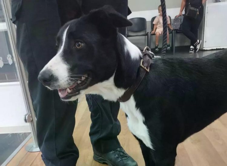 dog rescued from hot car – Leicester Times